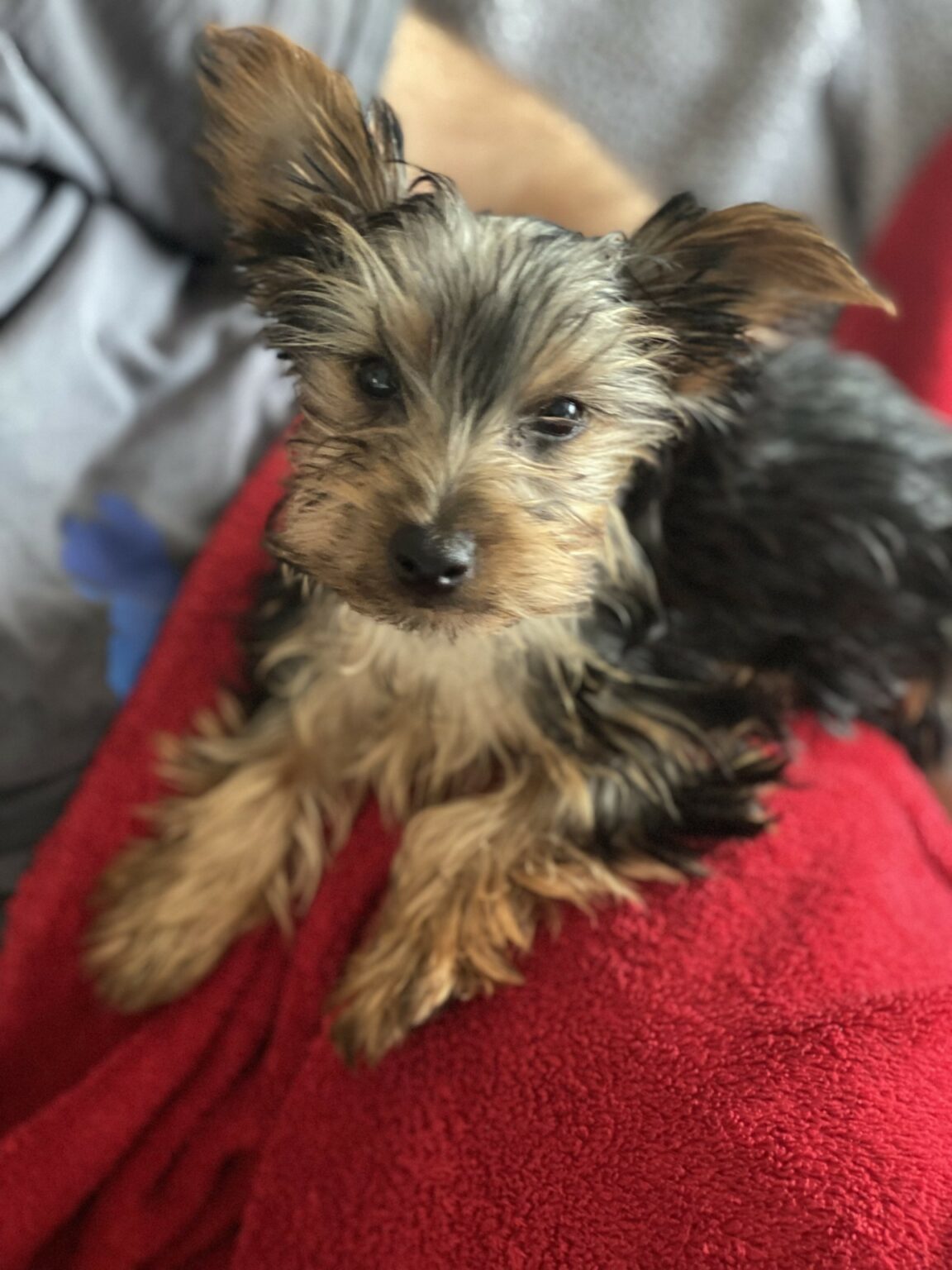 Yorkshire Terrier Puppies For Sale | Hopeful Dreams Family Puppies