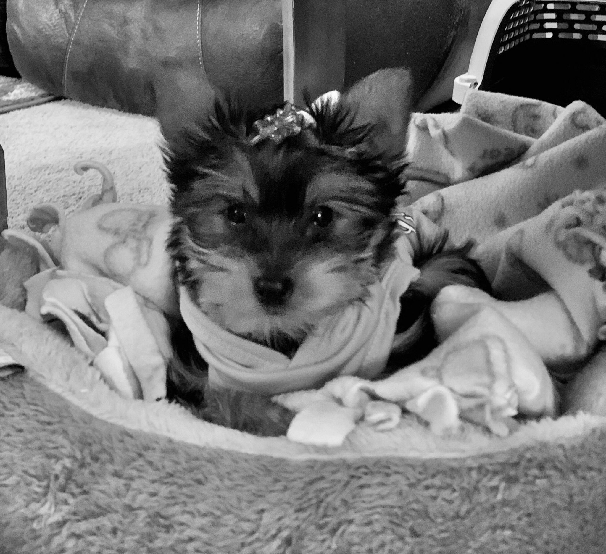 Schnoodle Puppies For Sale | Hopeful Dreams Family Puppies