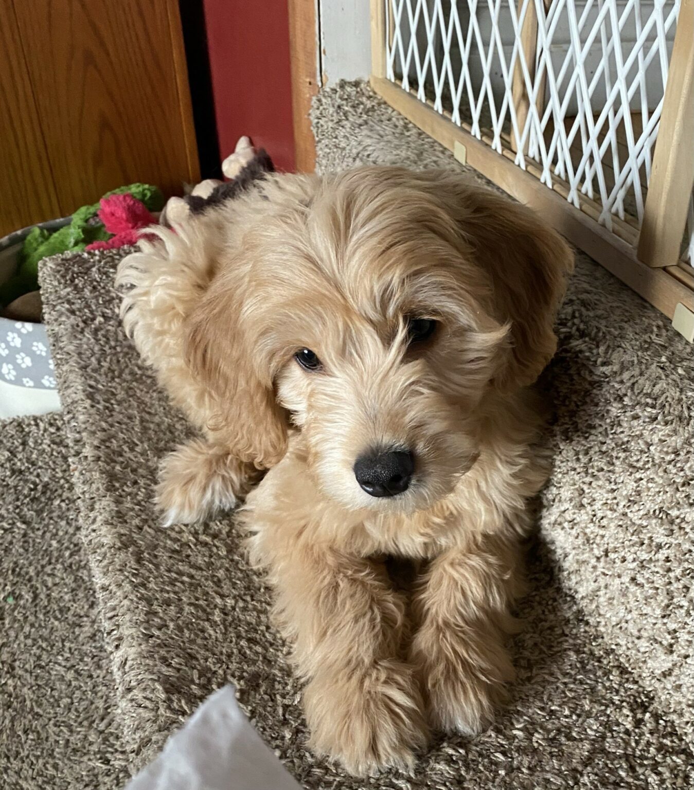 Mini Goldendoodle Puppies For Sale | Hopeful Dreams Family Puppies