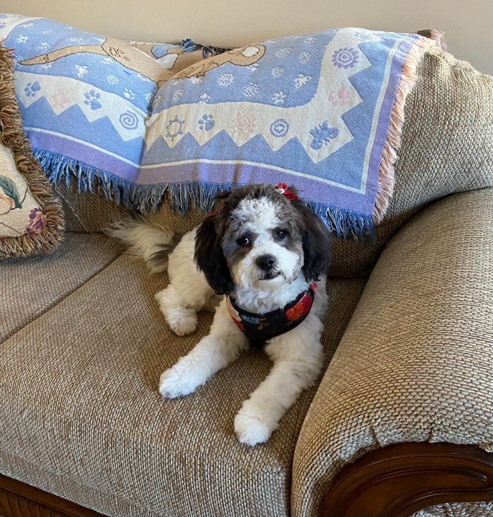 Shih Poo Teddy Bear Puppies For Sale | Hopeful Dreams Family Puppies