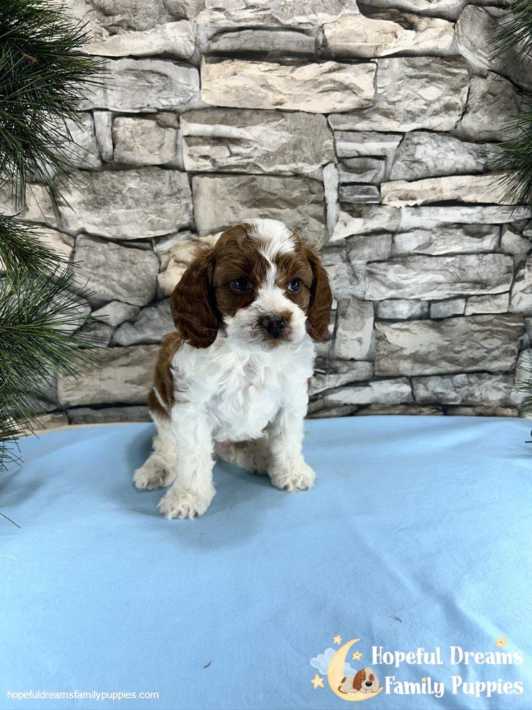 Mr. Roscoe The F1 Cavapoo | Hopeful Dreams Family Puppies