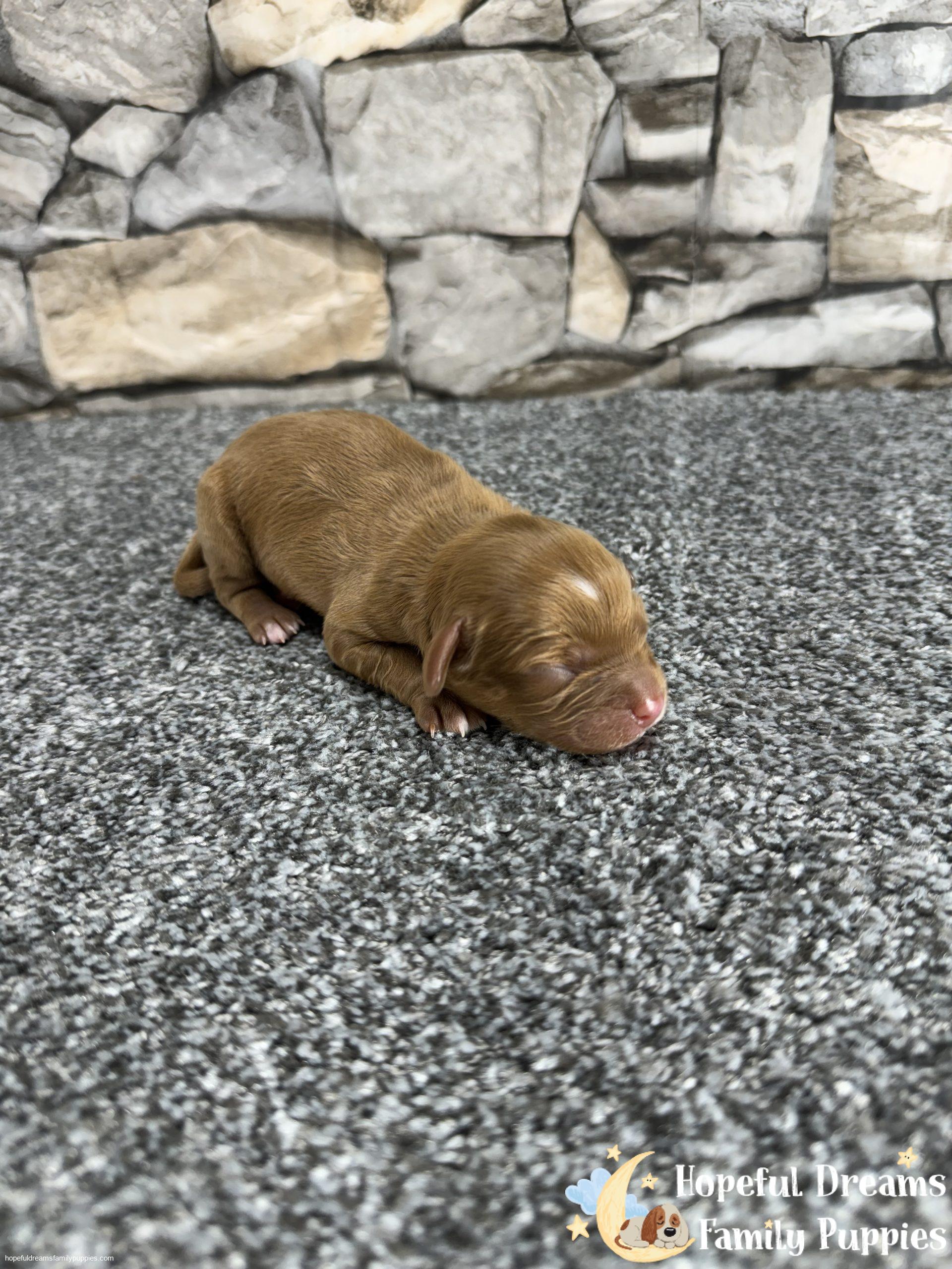 Mr. Odie The F1 Cavapoo | Hopeful Dreams Family Puppies