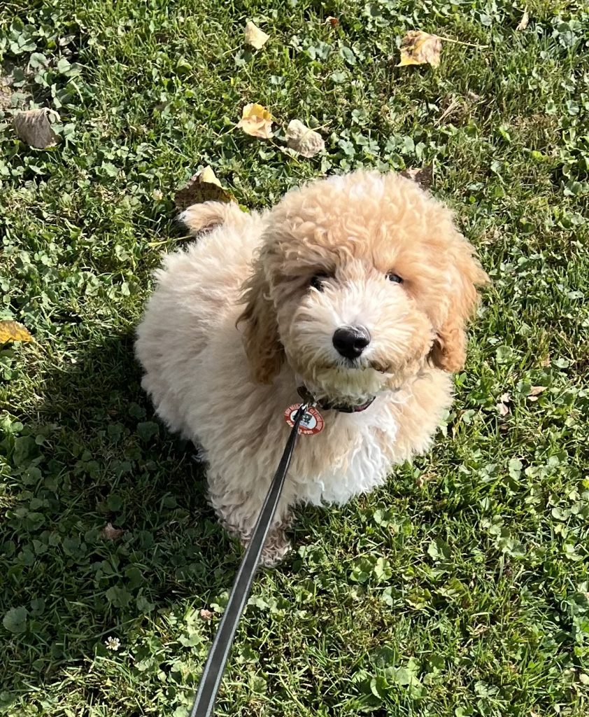 Aussaliers Puppies For Sale | Hopeful Dreams Family Puppies